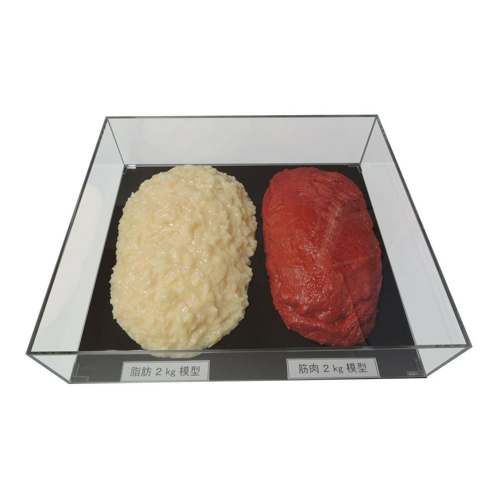 脂肪と筋肉の模型です。サイズ42×37×10cm個装サイズ：63×42×26cm重量個装重量：7900g素材・材質塩化ビニール、アクリル生産国日本(B)おまけつき（商品とは関係ありません）別送脂肪と筋肉の対比が一目瞭然!脂肪と筋肉の模型です...