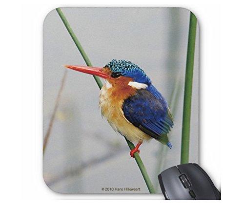 カワセミのマウスパッド：フォトパッド（ 世界の野生動物シリーズ ）この商品は、熱帯スタジオのオリジナル製品です。マウスパッドの大きさは、小さ過ぎず大き過ぎない、ちょうどよい大きさ（幅232mm、縦196mm、厚さ3mm）です。角は丸みを付け...