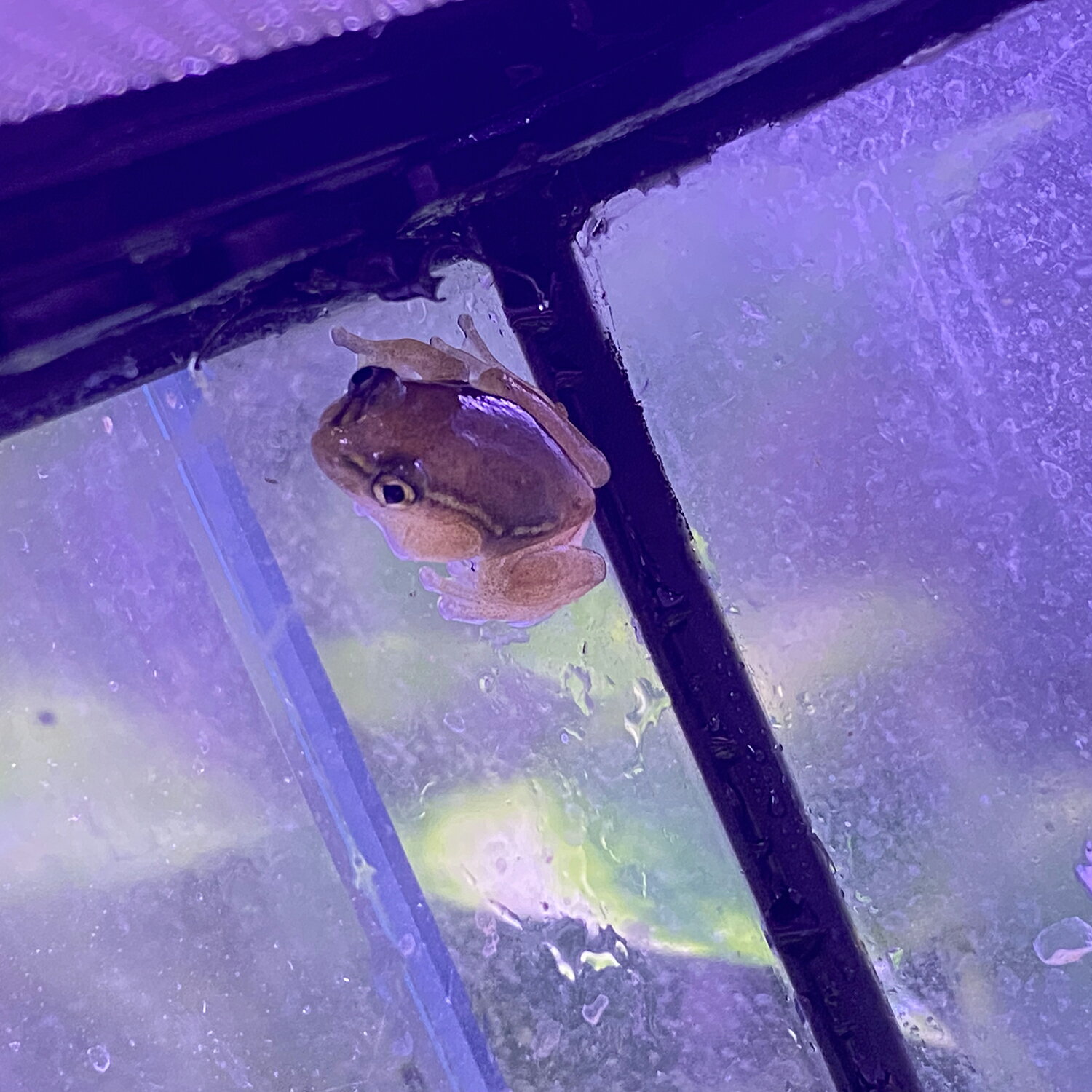 ■種類：シロテンヒシメクサガエル ■原産国：ドイツCB ※お送りする個体は画像の中からとなります（約1.5cm）。発送時点で元気な個体を厳選してお送りいたします。 《飼育方法》 ■飼育環境：樹上性のカエルのため、高さが確保できるケースを用意...