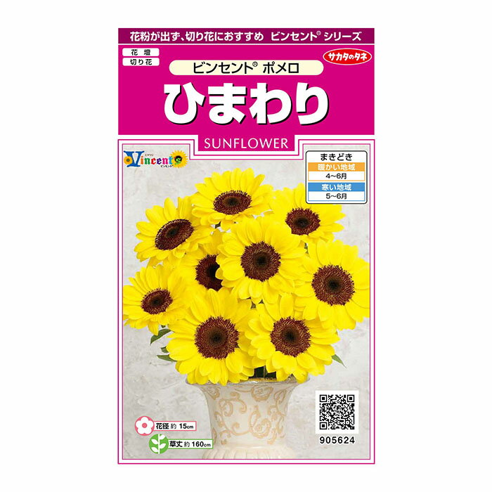 &nbsp; 実咲花5624 ひまわりビンセントポメロ &nbsp; 花粉が出ず、切り花におすすめ &nbsp; 鮮やかな黄色の花弁には光沢があり、爽やかで涼しげな印象。「ポメロ」とは、日本では「文旦」として知られるかんきつの名前です。 &...