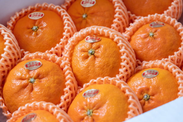 ←こちらの商品内容チェック表 サイズ お任せいただきます 内容量 3kg 8-14玉程度です。玉数は当方にお任せ頂きます。 甘さ 酸味 コク 香り ジューシーさ 日持ち 悪い・良い・大変良い 果実の美しさ 悪い・普通・キレイ・大変キレイ 名...