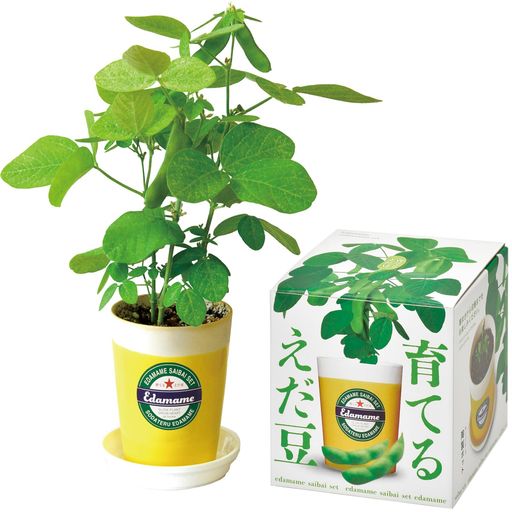 商品サイズ:約11.5x11.5x12.3cm 商品重量:0.4kg 素材:陶器 栽培の際は説明書をよくお読みください