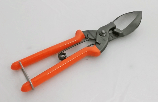 商品詳細 商品名 　 かぼちゃ収穫鋏　かぼちゃん 材質 　刃/刃物鋼　ハンドル/ビニールコーティング サイズ 　全長 210ミリ　 刃渡り 54ミリ　 重さ 220g 　 強靭なスプーン型の刃が軸の根元に入るから一度で実を傷つけずに切れるん...