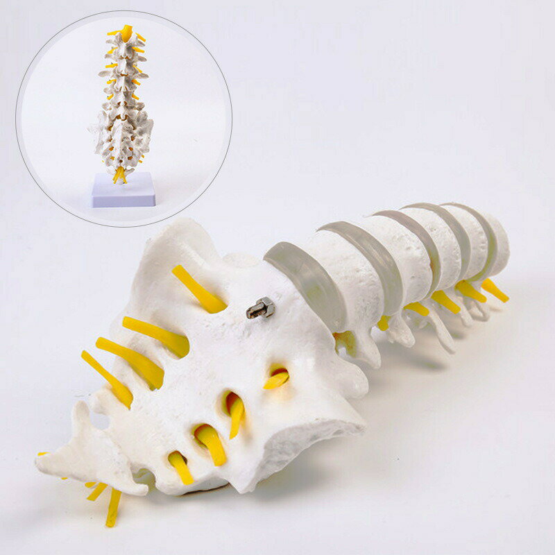 商品説明【背骨モデル】高さ:約32cm、1:1の比率で成人人体の5つの腰椎セグメントを再現。【高品質PVC素材】環境に優しいPVC素材を使用、耐久性があり、破損しにくく軽量で移動が簡単。【専用ベース付き】プラスチック製の台座付きで、モデルを...