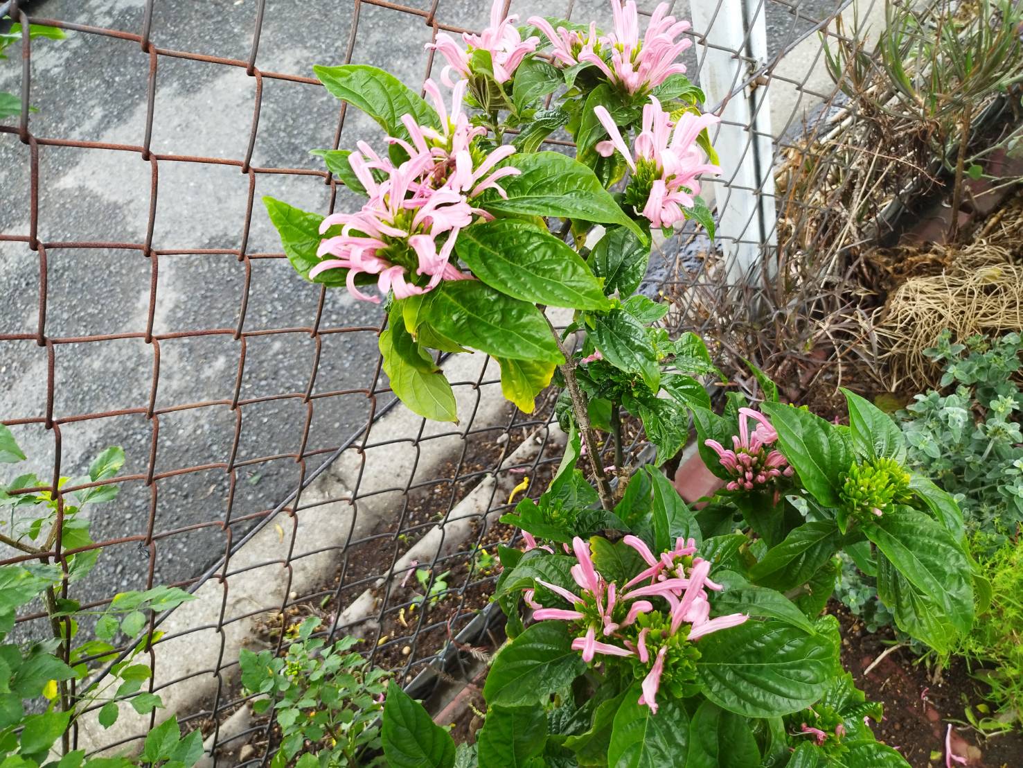 サンゴ花【挿し穂】　1本 特価380円 サンゴ花の特徴と育て方 サンゴ花（サンゴバナ）は、キツネノマゴ科の常緑多年草で、鮮やかな赤やピンクの花がサンゴのように密集して咲くことからその名がつきました。高さは約50〜100cmほどに成長し、細長...