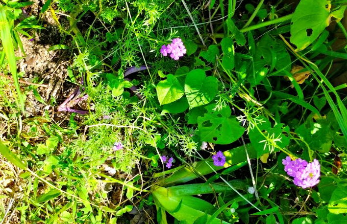 バーベナ【挿し穂】5本 特価380円 バーベナの特徴と育て方 バーベナは、クマツヅラ科に属する一年草または多年草で、春から秋にかけて鮮やかな花を次々と咲かせる植物です。花色は赤、ピンク、紫、白など多彩で、小さな花が集まって丸い形を作り、庭や...