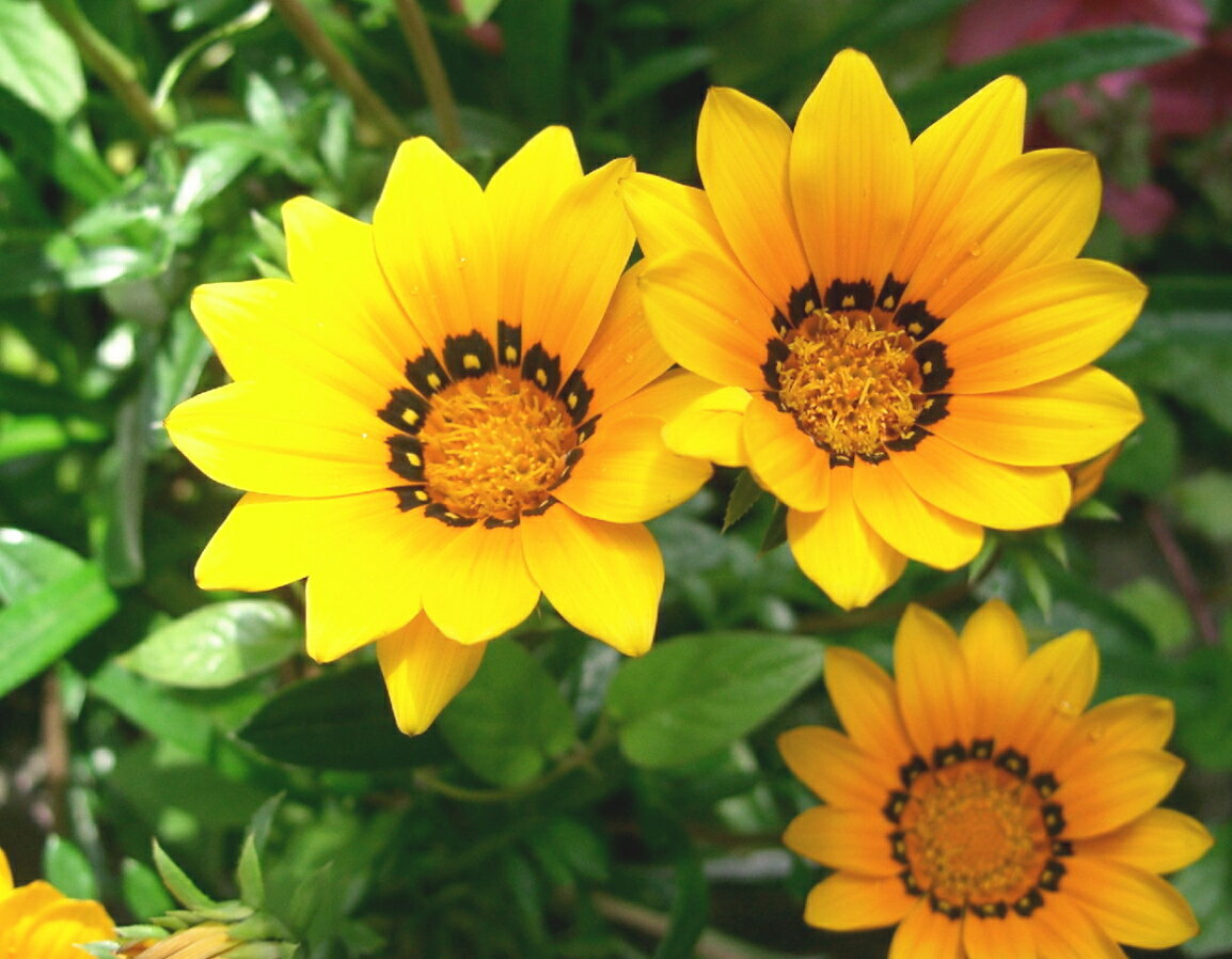 ガザニア・黄色【挿し穂】5本 鮮やかな花を春から秋まで咲かせます 鮮やかな色で光沢のある花弁 日当たりと風通しのよいところで育てます。日当たりが悪いと花が開かないので、気をつけましょう。高温乾燥には強いですが、過湿には弱いので、水はけの悪い...