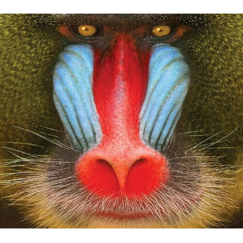 WILD SMILEサッカーズさっかーず　発売日 : 2010年6月16日　種別 : CD　JAN : 4995879200605　商品番号 : PCD-20060【収録内容】CD:11.SAVE YOUR LOVE FOR ME2.BLA...