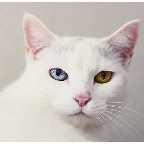 月と太陽ケツメイシけつめいし　発売日 : 2013年5月22日　種別 : CD　JAN : 4988064487219　商品番号 : AVCD-48721【商品紹介】ケツメイシの半年ぶり(2013年時)となるシングル。テレビ朝日系木曜ドラマ...