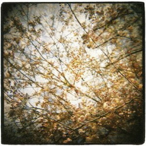 シスルド・スプリング (解説歌詞対訳付)ホース・フェザーズホースフェザーズ ほーすふぇざーず　発売日 : 2010年5月19日　種別 : CD　JAN : 4995879242513　商品番号 : PCD-24251【収録内容】CD:11....