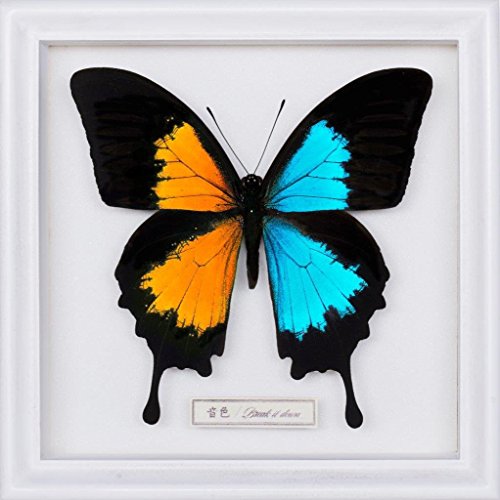 音色/Break it down (通常盤)FLOWフロウ ふろう　発売日 : 2018年8月29日　種別 : CD　JAN : 4547366368758　商品番号 : KSCL-3084【商品紹介】2018年3月にリリースの『FLOW ...