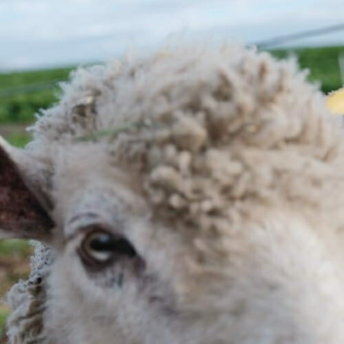 【 お取り寄せにお時間をいただく商品となります 】　・入荷まで長期お時間をいただく場合がございます。　・メーカーの在庫状況によってはお取り寄せが出来ない場合がございます。　・発送の都合上すべて揃い次第となりますので単品でのご注文をオススメい...