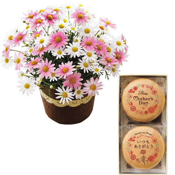 マーガレット鉢植え「さくらべーる」と最中のセットです。花色が変化する愛らしく清楚なマーガレットです。花が次々と咲き、こんもりとした姿をお楽しみいただけます。最中は、母の日オリジナルの可愛いデザインを施した香ばしい皮に北海道産の小豆を使用した...
