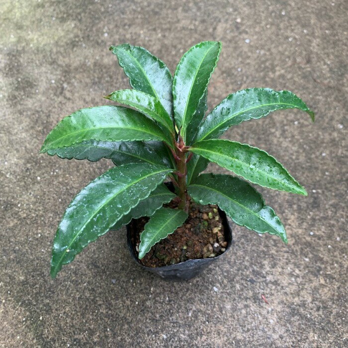 商品詳細 商品名 常緑小低木　観葉：万両(マンリョウ) サイズ 高さ－cm/幹周り－cm ＊葉の量と幹の太さは画像をご覧ください。 配送業者 ・宅急便 ・小型宅配便 ・レターパック配送 ・追跡可能メール便 ・国際配送(EMS) ・第四種郵便...