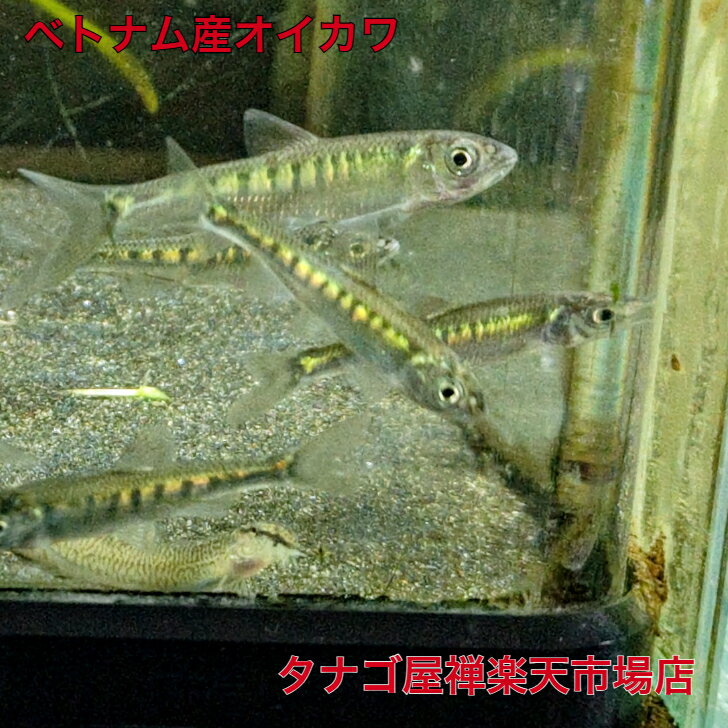 商品情報飼育飼料究極のNフード・テトラリバーミン・ひかりタナゴ・おとひめ・アユスイート等飼育環境室内飼育可能野外飼育可能池飼育可能ベトナム産オイカワ小サイズ約5～8センチ1匹送料無料ヤマベ生体川魚淡水魚観賞魚ペット稚魚アクアリウム 婚姻色は...