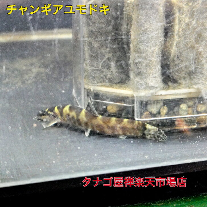 商品情報飼育環境室内飼育可能野外飼育可能池飼育可能エサ究極のNフード・テトラリバーミン・ひかりタナゴ・おとひめC-2・川魚のエサ・冷凍赤虫等チャンギ アユモドキ 約9センチ 1匹送料無料 生体 川魚 淡水魚 観賞魚販売 アクアリウム ペット...