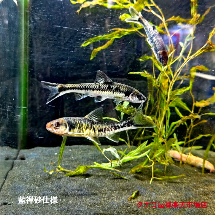 商品情報飼育環境室内飼育可能野外飼育可能池飼育可能飼育飼料おとひめ・アユスイート・究極のNフード・乾燥赤虫・冷凍赤虫・クリル等青炎カワヒガイ約11～15センチ 1ペア オス1匹メス1匹 合計2匹 送料無料 ヒガイ 観賞魚販売 日本産淡水魚 ...