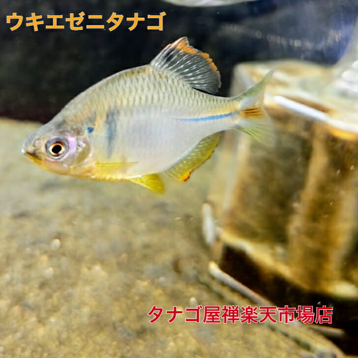 商品情報飼育環境室内飼育可能野外飼育可能池飼育可能混泳飼育可能飼育飼料究極のNフード・アユスイート・乾燥赤虫・マツモなどウキエゼニタナゴ 4〜6センチ 1ペア 送料無料 タナゴ たなご 川魚 観賞魚販売 日本産淡水魚 生体ペット稚魚アクアリ...