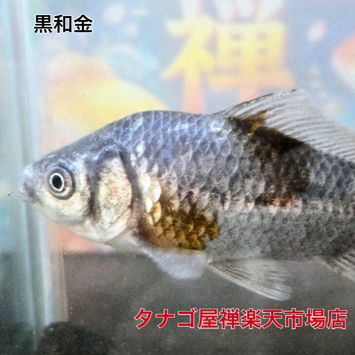 商品情報飼育環境室内飼育可能（温度管理が必要）飼育方法水流弱めエサ消化に良い餌。（消灯3時間前までに与えてください。）黒和金 約7～15センチ送料無料金魚キンギョきんぎょ観賞魚淡水魚生体ペット稚魚 ずんぐりとした かわいい 金魚 ●お届けす...