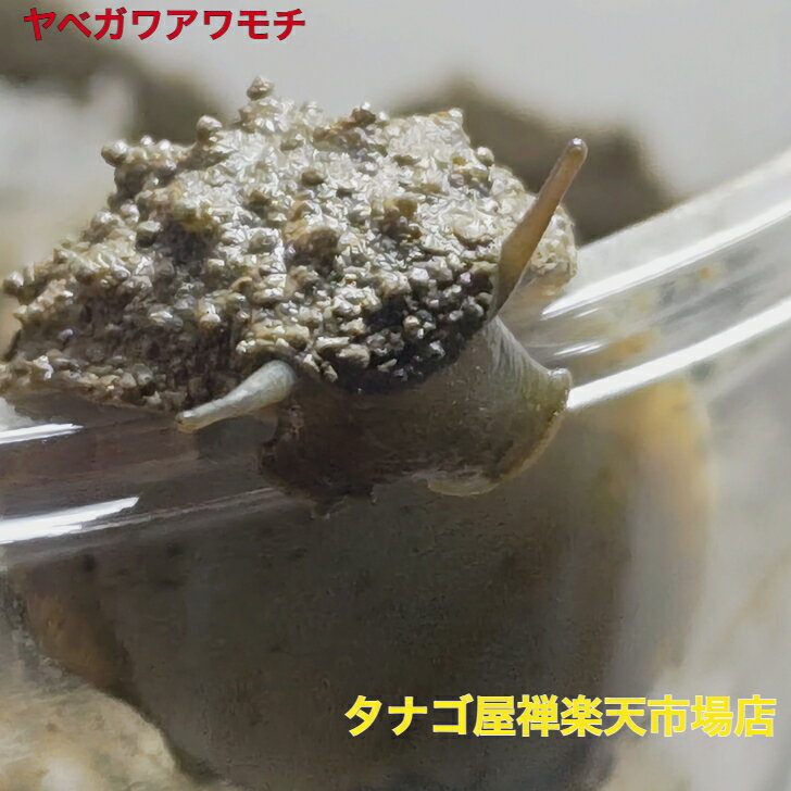 商品情報飼育環境藍禅砂（アイゼンスナ）使用飼育飼料プランクトンヤベガワアワモチ 4センチ〜6センチ ペア 送料無料 貝 生体 希少生物 ドロアワモチ 触角のかわいい希少な貝の仲間 ドロアワモチ（泥粟餅）は、収眼目ドロアワモチ科に分類される腹...