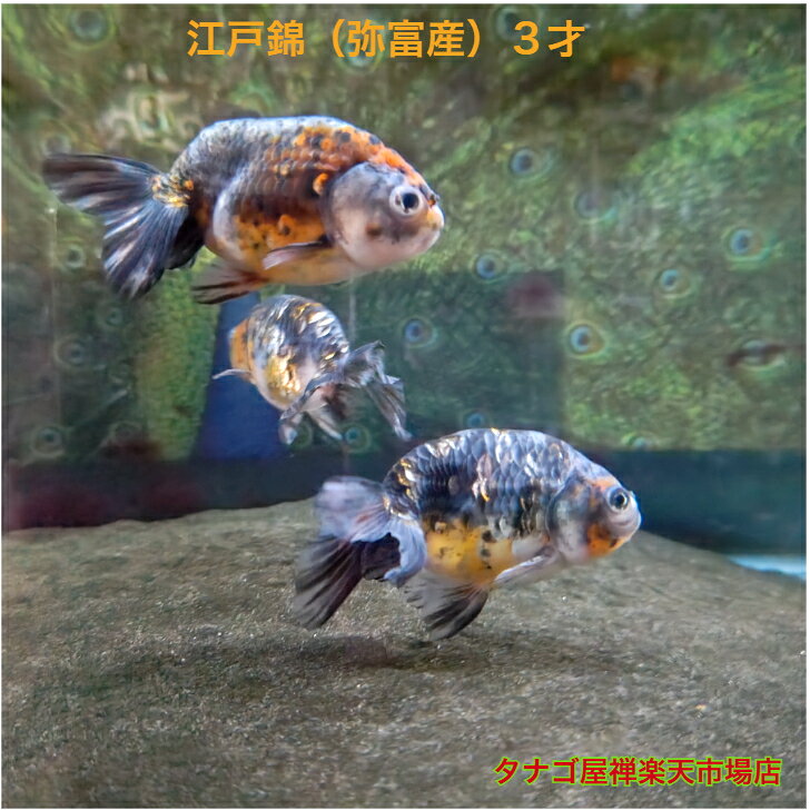 商品情報飼育環境室内飼育可能野外飼育可能池飼育可能江戸錦 弥富産 約12センチ1匹（画像の中からお届けします） 送料無料 エドニシキ 金魚販売キンギョ きんぎょ 観賞魚 淡水魚生体 ペット 稚魚 アクアリウム まん丸の かわいい 金魚 ●お...