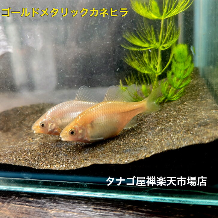 商品情報飼育環境室内飼育可能野外飼育可能池飼育可能混泳飼育可能エサ究極のNフード・テトラリバーミン・ひかりタナゴ・ひかりプレミアム海藻70等ゴールドメタリック カネヒラ 新子4～5センチ 5匹セット 送料無料 タナゴ たなご 観賞魚販売 日...