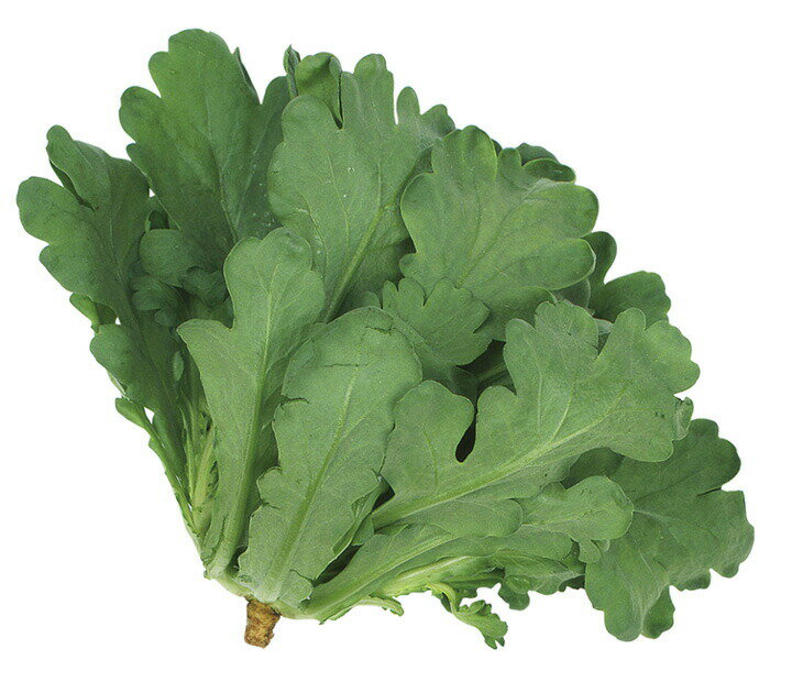 特性 ?広島近郊で栽培されていた系統の大葉春菊。 ?葉は切れ込みの少ない大葉で、秋〜早春播きに適している。 栽培のポイント ?冬場の播種はやや広めにし、光を充分に当てるようにする。 ?耐暑性はないので春播きの栽培では、日中高温にならないよう...