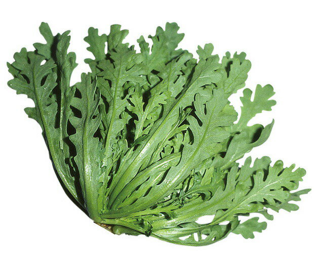 特性 ?抽苔が極めて遅く、春〜初秋の長日栽培に適するが、秋〜冬の栽培も可能。 ?葉の切れ込みはやや深い。葉幅やや広く伸びが早い。 ?芯枯れ・タンソ病に比較的強く、作りやすい。 栽培のポイント ?高温期は早めに微量要素などの葉面散布を行い、黄...