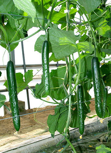 雌花着生 当社育苗による主枝雌花率は、9月まきで40〜50％、各節1果成りが主体となる。 果実 果実は22〜23cmで、果色は濃緑、肩こけ少なく果形は良い。 草姿 草勢は中弱、果実肥大旺盛なため、側枝、孫枝ともゆっくり発生する。葉は濃緑で中...