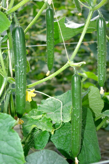 雌花着生 主枝雌花率は、12月まきで60〜80％、3月まきで40〜60％で1果成り主体となる。 果実 果長は、21〜22cm、ボリューム感があり、収穫始めから最後まで形の整った果形で果色は濃緑となる。 草姿 草勢は中位。主枝伸長はスムーズで...