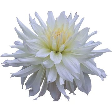 商品説明ID花弁はひらひらとした柔らかい絹のような印象。茎は中太ですっきり伸びる。キク科【巨大輪咲きダリア】花径：28cm前後※草丈は第1花の開花時点の目安です。※ダリアは、生育環境や気温・時期により、花色・形が変化しますので、掲載写真と多...