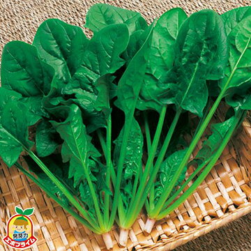 商品説明 味のよい秋冬どり種べと病レース1～10、15に抵抗性をもち、極濃緑色で葉柄はしなやかで折れにくく、収穫しやすい。（丸粒種）※エボプライム種子とは、種子の発芽ぞろいを向上するため、吸水性を高める処理をしています。※ホウレンソウのべと...