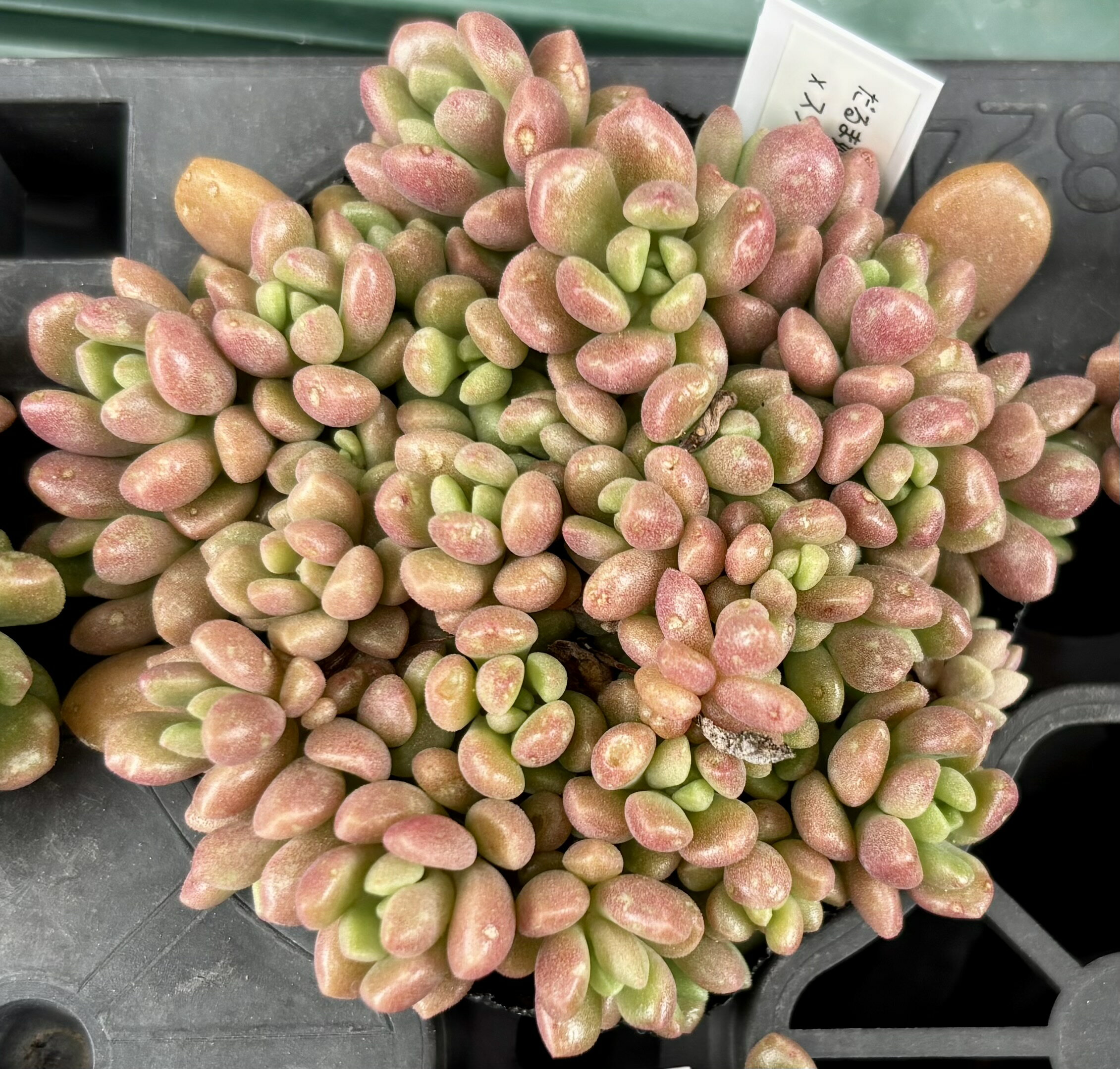 郵便ポストの寄せ植えが可愛い | ブログ版Olive&SucculentGarden 郵便ポストの寄せ植えが可愛い | ブログ版Olive&SucculentGarden
