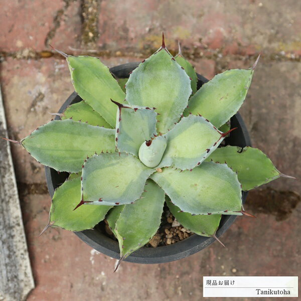 【　商品詳細　】 ■サイズ 10cmポット ■お届け　 現物の苗でのお届けです 背丈が高い場合、折れ、破損等の防止のため 抜き苗でお届けいたします。 ■植物の名前 付箋にてお渡ししております ■植物に関して 画像の仔をお届けとなります。 植...