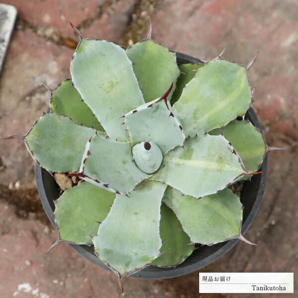 【　商品詳細　】 ■サイズ 10cmポット ■お届け　 現物の苗でのお届けです 背丈が高い場合、折れ、破損等の防止のため 抜き苗でお届けいたします。 ■植物の名前 付箋にてお渡ししております ■植物に関して 画像の仔をお届けとなります。 植...