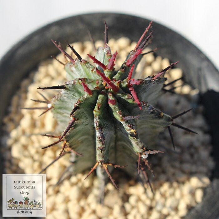 【　おすすめポイント♪　】 棘のように見えてもサボテンではありません。 やわらかいノギでサボテンの棘のようには刺さりません。 白に淡いフォルムに赤いノギのトサカがなんとも愛らしいです。 【　商品詳細　】 ■サイズ 5.5cmポット ■お届け...