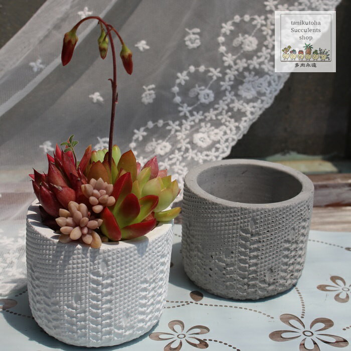 ■若葉鉢 多肉植物にぴったりで可愛い 【　商品詳細　】 ■サイズ：Φ7.5cm×H6cm　　　　　 ■鉢穴あり 【　おすすめポイント♪　】 シンプルな若葉鉢。どんな寄せ植えでも 引き立てる白鉢です 多肉ちゃんの寄せ植えが楽しくなる形。 見て...