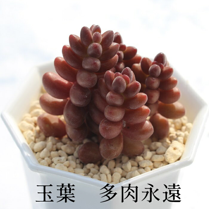 【　商品詳細　】 ■サイズ 5.5cmポット ■お届け　 ビニールポット苗または抜き苗でのお届けです ■植物の名前 付箋にてお渡ししております ■同一梱包目安 60サイズ2寸5.5cmポット約12個まで同梱可能です 背丈のある植物が入る場合...