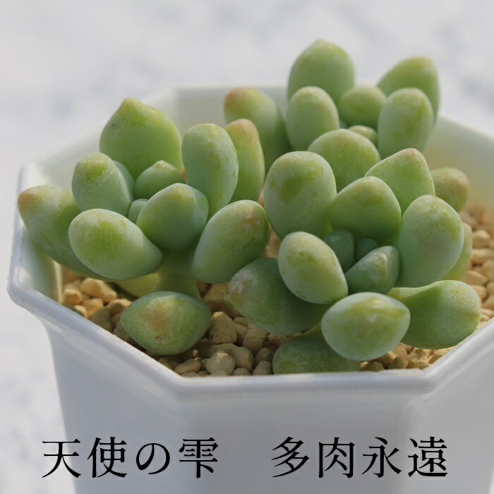 Potting Option ― 植込みオプション ― ● 一期一会の生命を、最適な一鉢に 厳選した一株を、当園の黄金比培養土で丁寧に植え付けてお届け。生命の個性を尊重し、届いた日から日常に調和する一鉢に仕立てます。 プロの技術：根を傷めず...