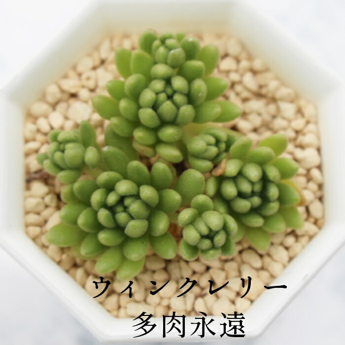 【　商品詳細　】 ■サイズ 5.5cmポット ■お届け　 ビニールポット苗または抜き苗でのお届けです ■植物の名前 付箋にてお渡ししております ■同一梱包目安 60サイズ2寸5.5cmポット約12個まで同梱可能です 背丈のある植物が入る場合...