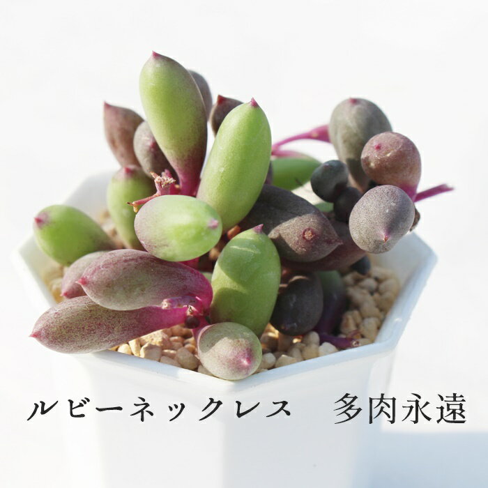 Potting Option ― 植込みオプション ― ● 一期一会の生命を、最適な一鉢に 厳選した一株を、当園の黄金比培養土で丁寧に植え付けてお届け。生命の個性を尊重し、届いた日から日常に調和する一鉢に仕立てます。 プロの技術：根を傷めず...