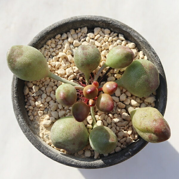 【　おすすめポイント♪　】 独特な形状の葉が魅力の多肉植物です。 葉の先が丸く、赤みを帯びた色合いが特徴で、色味が長く保たれます。 生育はゆっくりですが、葉ざしに時間をかけることで高い成功率が期待できます。 ビザールプランツとしても人気があ...