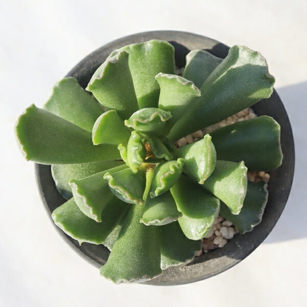 【　おすすめポイント♪　】 特徴的なフリルの葉は、扇のように広がり、肉厚で存在感があります。 この植物は、ビザールプランツとしても知られ、インドアグリーンやベランダガーデンに最適です。 【　商品詳細　】 ■サイズ 5.5cmポット ■お届け...