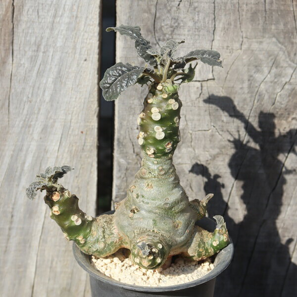 【　おすすめポイント♪　】 ユニークな形状が魅力の多肉植物です。 太く短い幹は、下から生えてくるとやかんのような形を作り出し、 その愛らしさが際立ちます。葉は黒く、 まるで絵本に登場する木のような見た目で、 観葉植物としてもインパクトがあり...