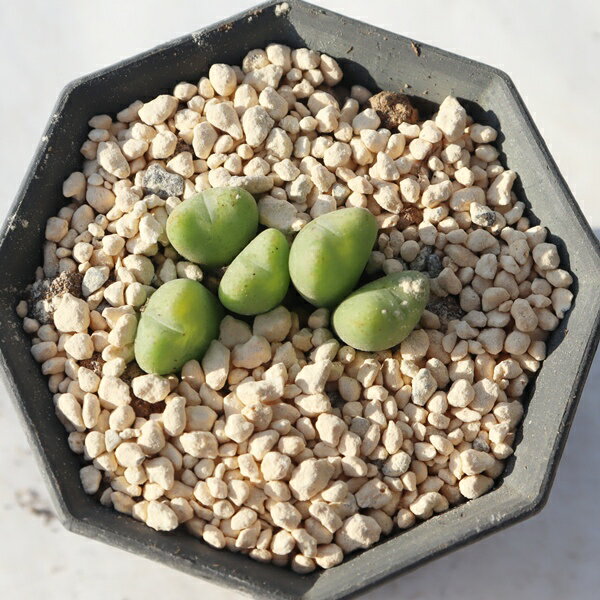 Potting Option ― 植込みオプション ― ● 一期一会の生命を、最適な一鉢に 厳選した一株を、当園の黄金比培養土で丁寧に植え付けてお届け。生命の個性を尊重し、届いた日から日常に調和する一鉢に仕立てます。 プロの技術：根を傷めず...