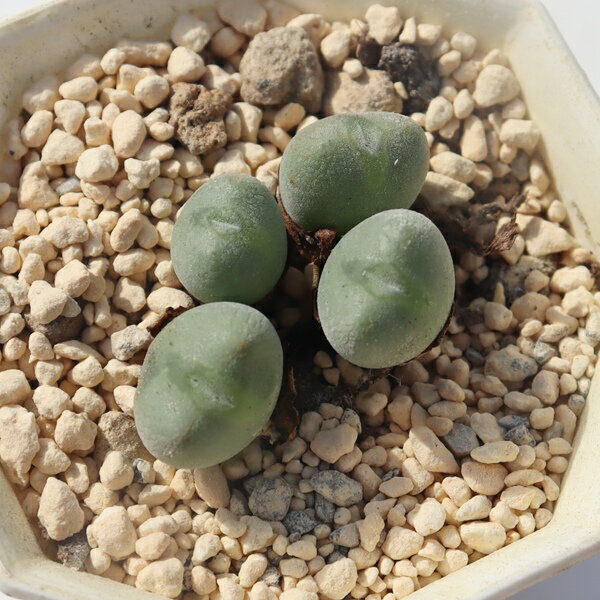 【　おすすめポイント♪　】 極小サイズでクラ型の多肉植物です。 その豆のような愛らしい形状は、見る人に癒しを与えます。 インテリアとしても最適で、デスクや窓辺に置くだけで空間を和ませます。 手間がかからず、初心者でも育てやすいのが特徴です。...