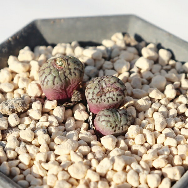 【　おすすめポイント♪　】 ウッテベルゲンセは、赤と緑の美しいコントラストが特徴です。 不思議な模様が魅力で、まるで生きる宝石のよう。 【　商品詳細　】 ■サイズ 5.5cmポット ■お届け　 ポット苗または抜き苗でのお届けです ■植物の名...