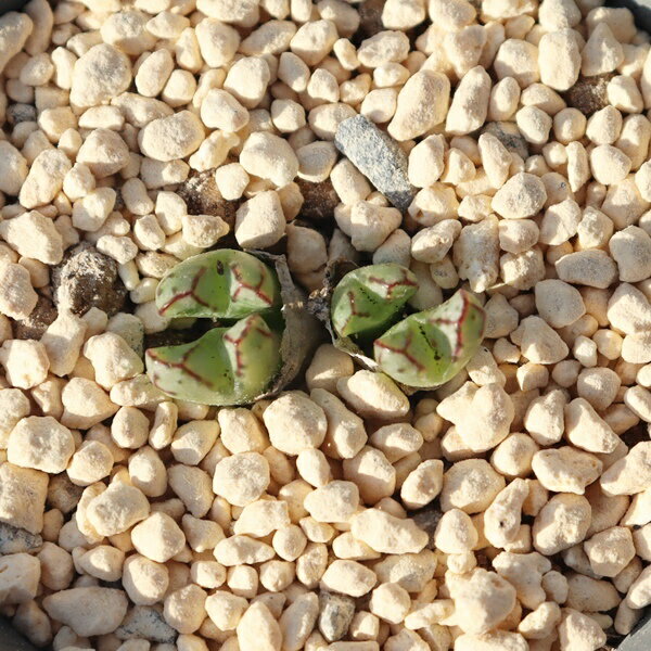 【　おすすめポイント♪　】 極小サイズの多肉植物で、まるでおもちゃのパーツのような可愛らしさが魅力です。 このコノフィツムは、非常に小さいまま成長し、分頭や実割れによって自然に増えていきます。 手軽に美しい緑を楽しむことができます。 【　商...