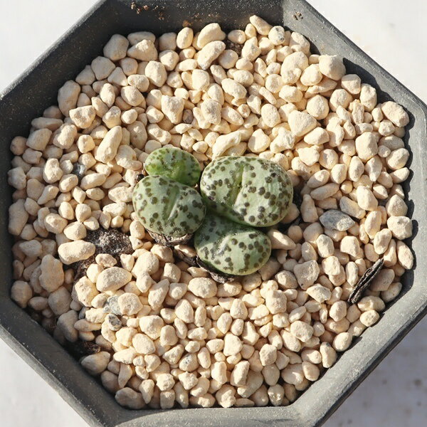 【　おすすめポイント♪　】 コノフィツム属の中でも特に魅力的な多肉植物です。 その独特なコマ型の形状と不思議な模様が特徴です。 マニア心をくすぐるこの植物は、観賞用として非常に人気があります。 手軽に育てられ、植物愛好家にとって特別な一品と...