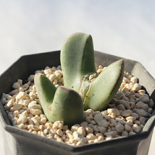 Potting Option ― 植込みオプション ― ● 一期一会の生命を、最適な一鉢に 厳選した一株を、当園の黄金比培養土で丁寧に植え付けてお届け。生命の個性を尊重し、届いた日から日常に調和する一鉢に仕立てます。 プロの技術：根を傷めず...